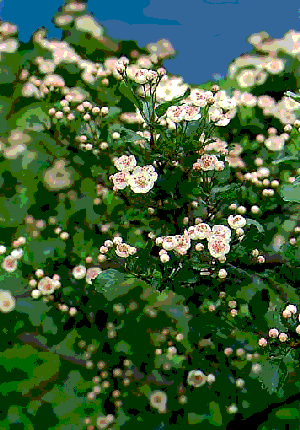 The Seventh Month and the Beginning ofSummer Weather