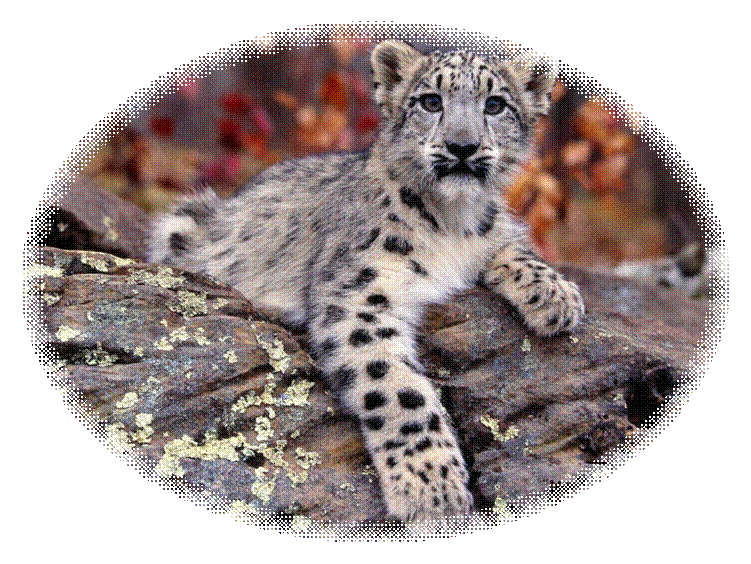 SNOW LEOPARDS!!!