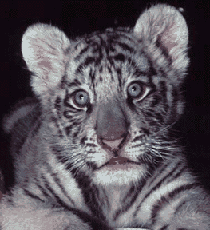 New Page 2 [www.angelfire.com]