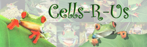 Because biology "rocks" or rather "rules."