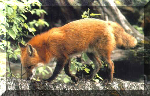 redfox