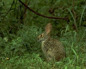 SOUTH GEORGIA WILDLIFE
