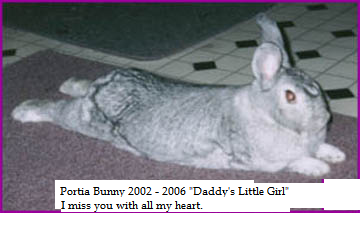 In Loving Memory of Portia Bunny