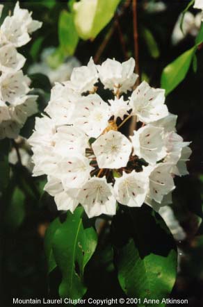 Click here for information on the state flower of Pennsylvania!