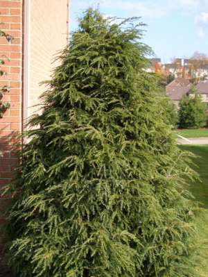 Click here for information on the state tree of Pennsylvania!