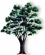 PHILIPPINE NATIONALS