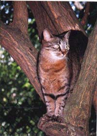 The Artemis Kitties Online! Cat care, recipes, photos, animal rights ...