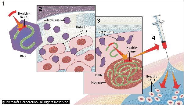 Germ Line Gene Therapy Diagram