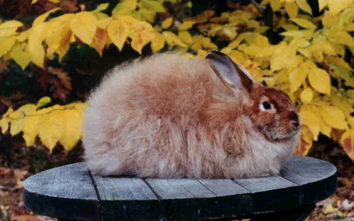 Fuzzy Wuzzy Rabbitry's Home Page