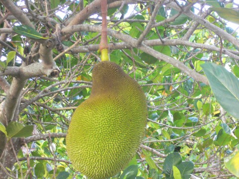 Medium-sized Fruit Trees