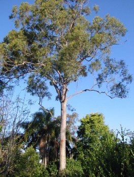 Mt. Coot-tha Botanical Gardens