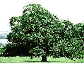 Tranquility Landscaping