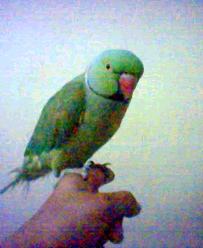 View Full-Size Image