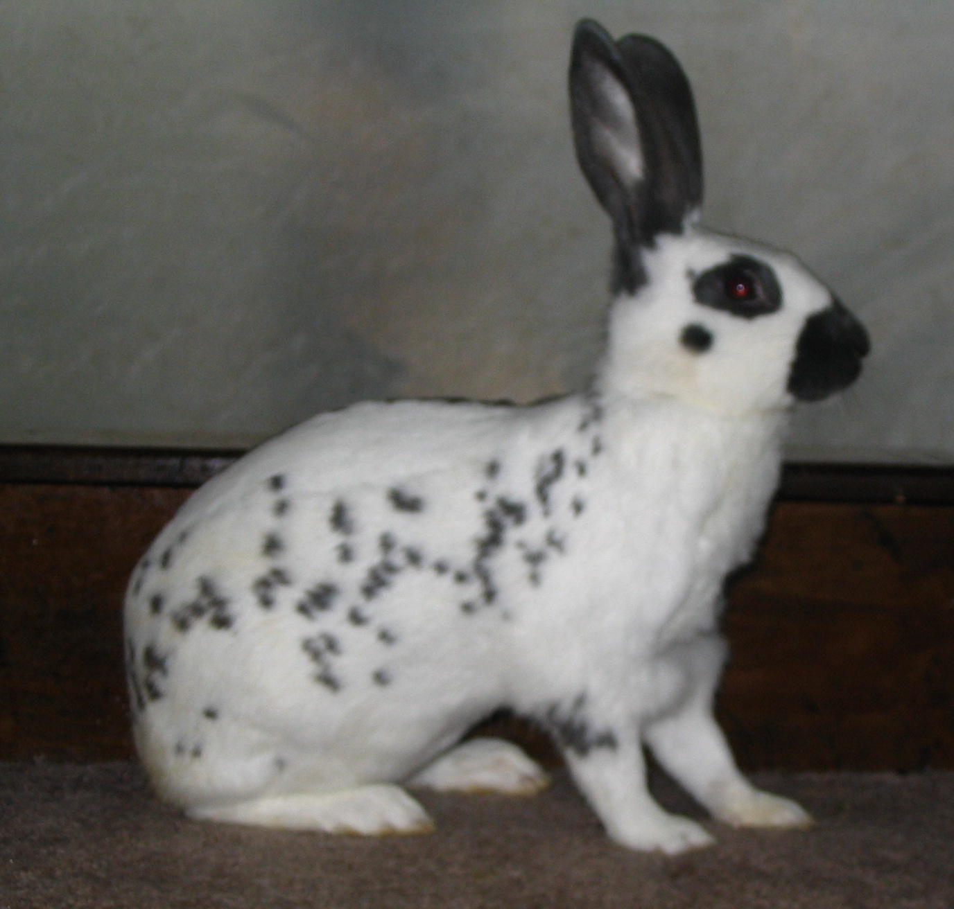 English Spot Rabbit | [#] Lunawsome