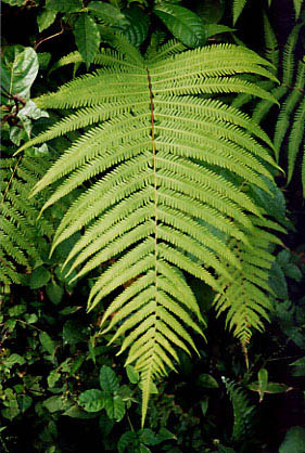 fern