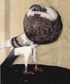 Tim Burke's Pouters and Bantams