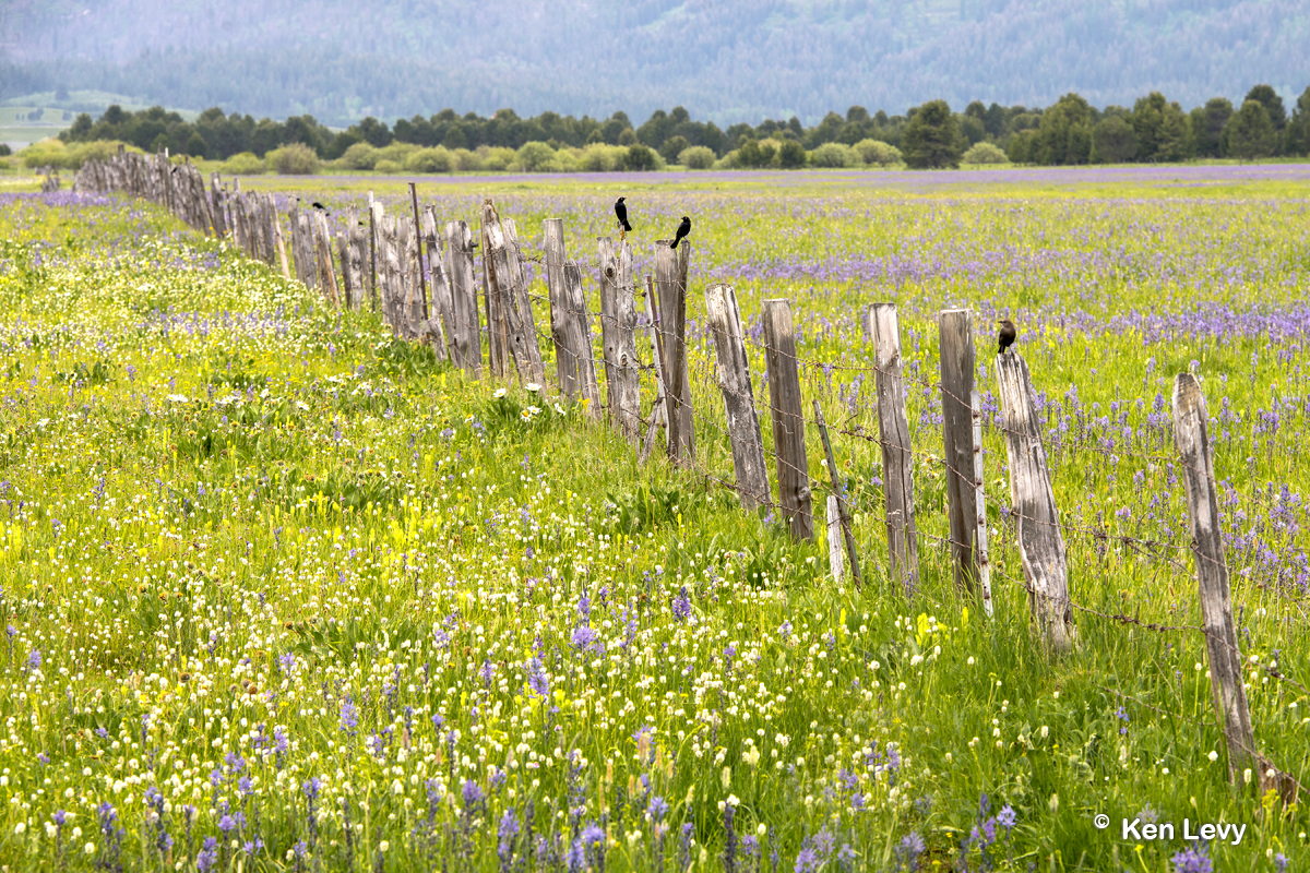 Photography by Ken Levy Collectors Editions