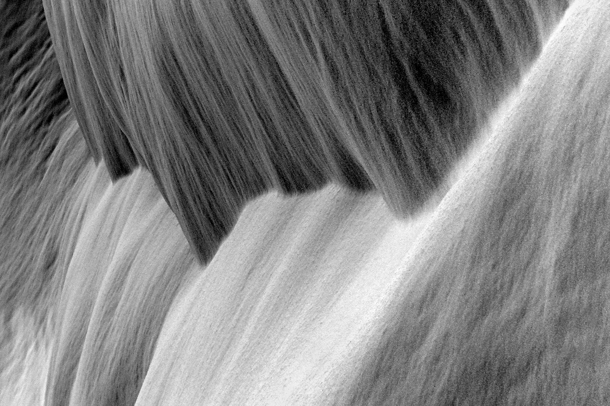 Wildlife Photography by Ken Levy