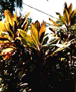 THE TI PLANT.......