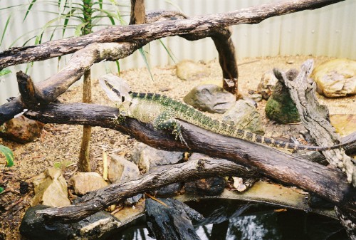 Some natives of the country, the koala and um, the, uh, Australian lizard