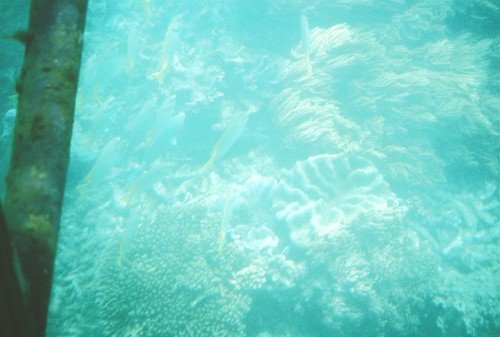 Random beach and reef pictures