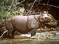 Javan Rhinoceros