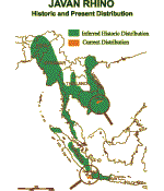 Javan Rhinoceros
