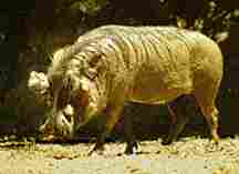 Common Warthog
