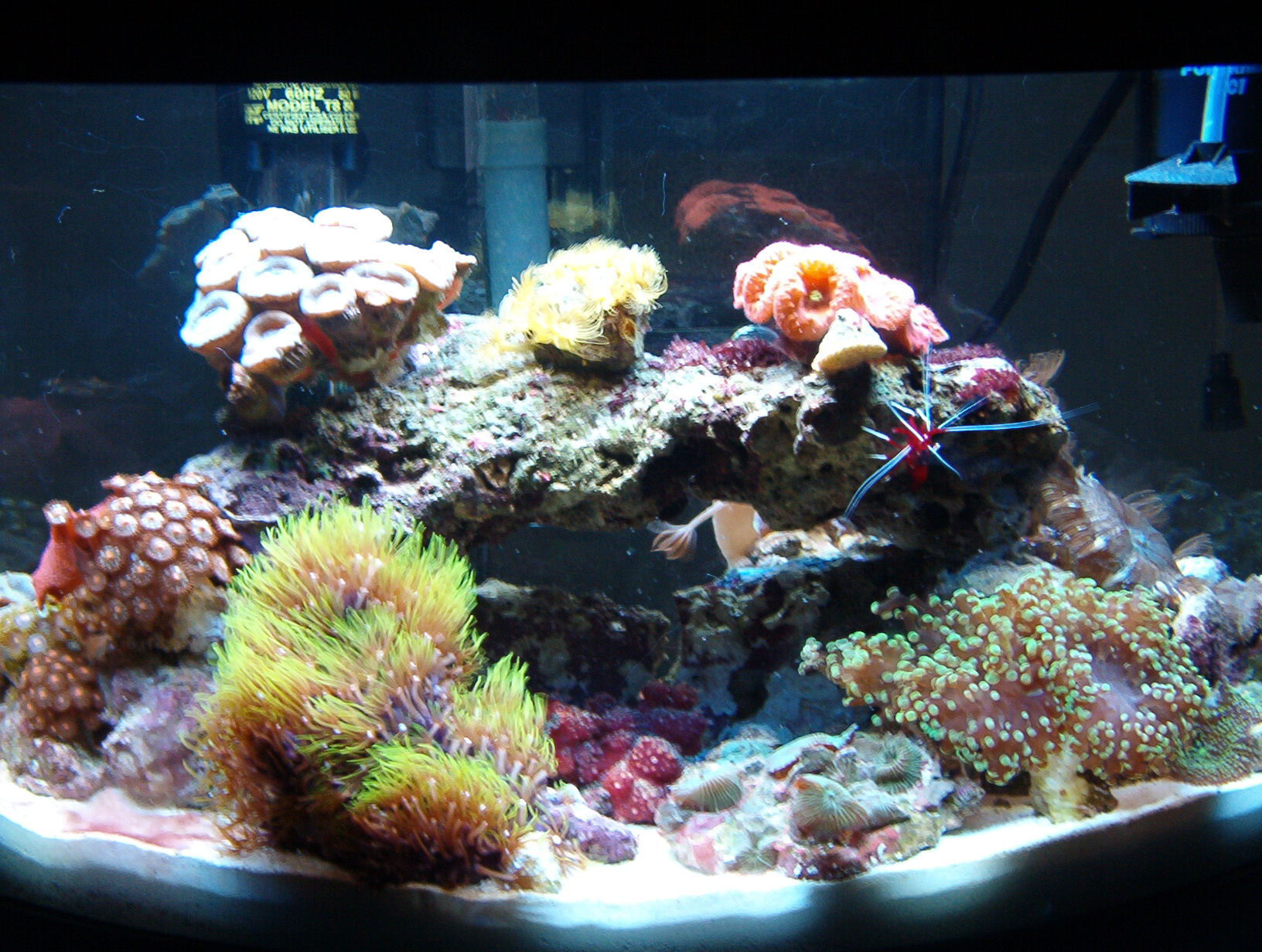 Here's what the tank looks like after 5 months of constant fiddling.