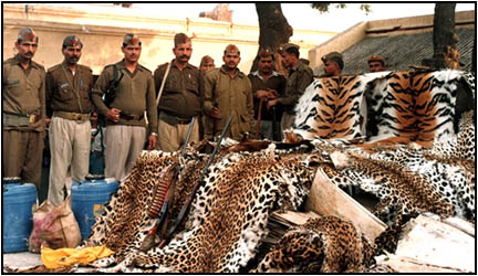 The Khaga Cat Seizure 1