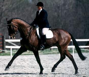 Powerful jump, long striding, well developed muscles, all of which ...