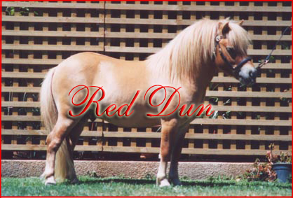 Pony Lovers For Life Guild