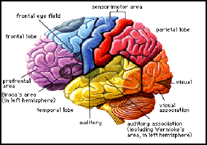 How speech is produced