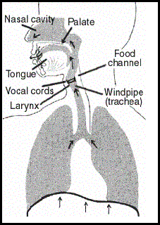 How speech is produced