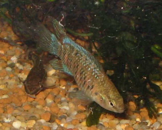 Wild Blue Badis Badis
