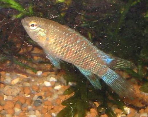 Wild Blue Badis Badis