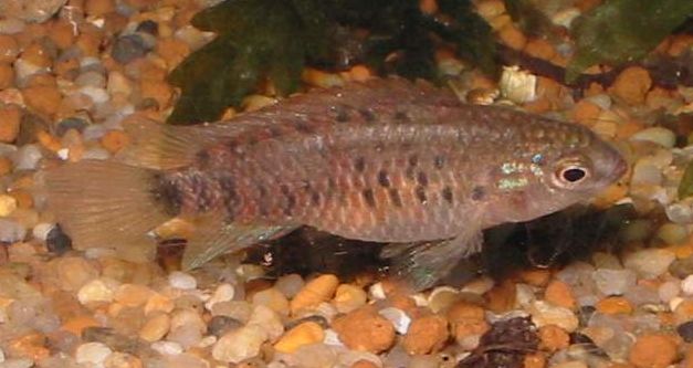 Wild Blue Badis Badis