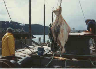 Keith Swick:Setnetting