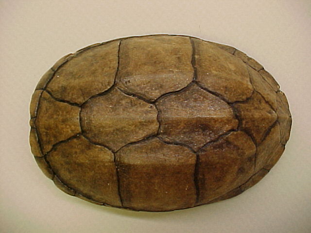 Scorpion Mud Turtle - Kinosternon scorpioides