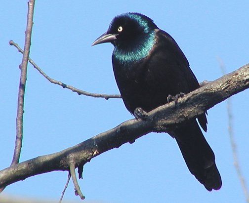 Photographs of Grackles in Lexington Kentucky