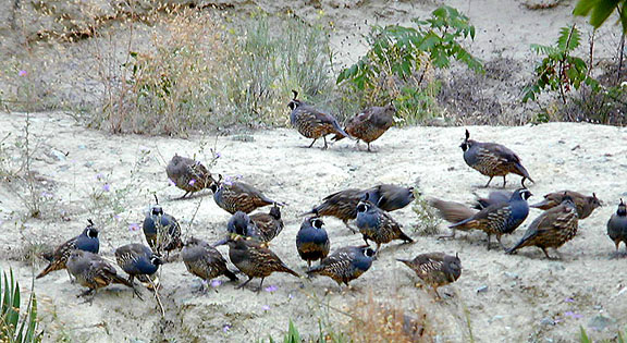 Photographs of California Quail taken in British Columbia