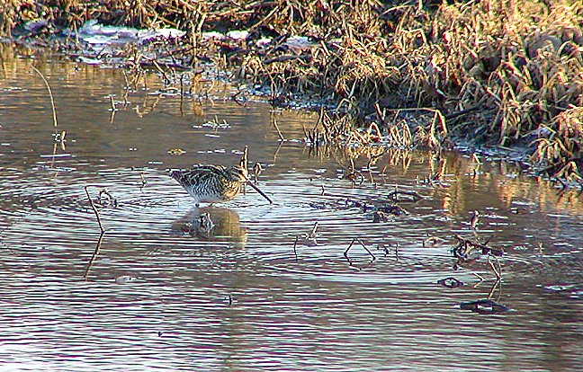 Photographs of Common Snipes in Lexington Kentucky