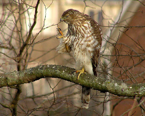 Photographs of Sharp Shin Hawks in my Backyard in Lexington Kentucky