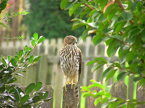Photographs of Sharp Shin Hawks in my Backyard in Lexington Kentucky