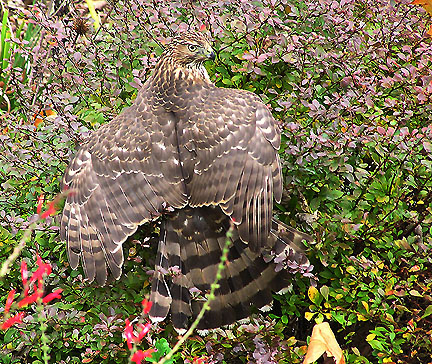 Photographs of Sharp Shin Hawks in my Backyard in Lexington Kentucky