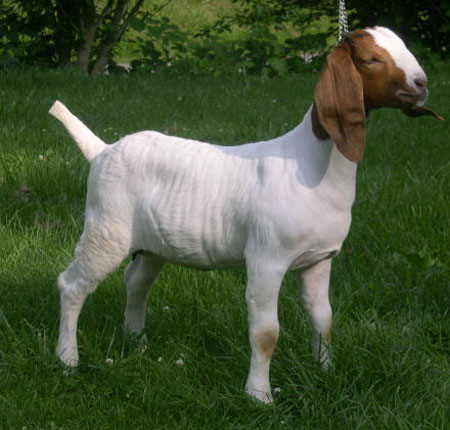 Rowdy Mountain Boer Goats