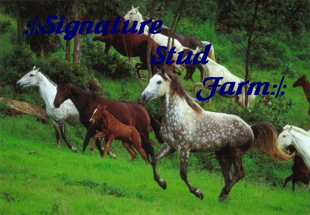 Welcome to :|:Signature Stud Farm:|:.