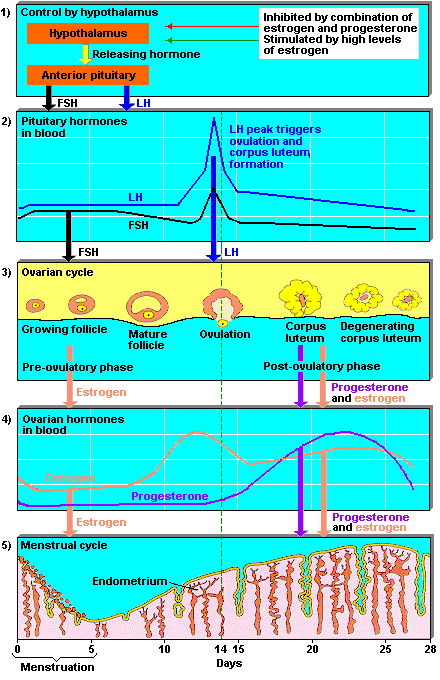 Female Reproductive System