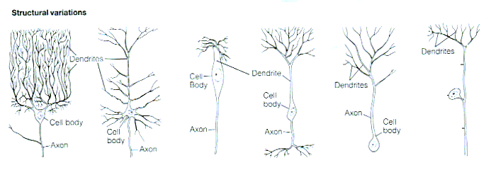 Dendrites; dendrite; prolongements dendritiques