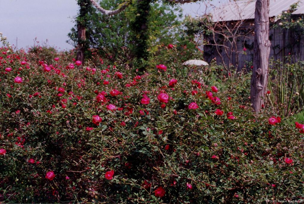 Nature and Flower Wallpaper - Antique Rose Emporium Page 1 of 1